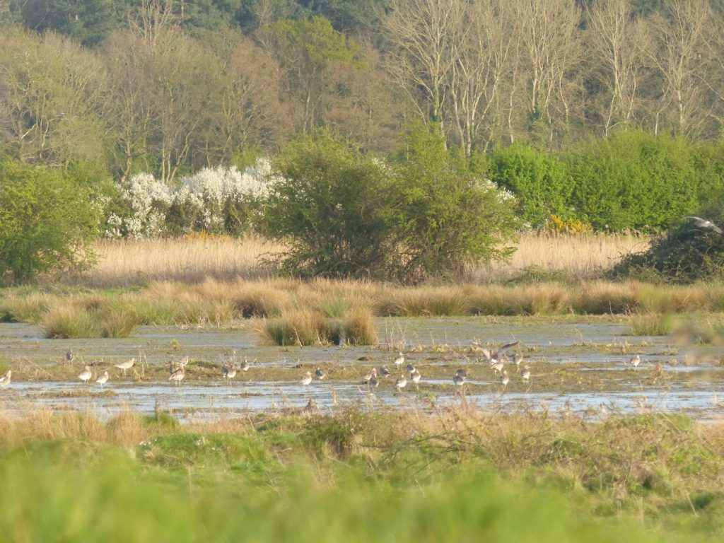 Rewilding and land use - Wild Ken Hill