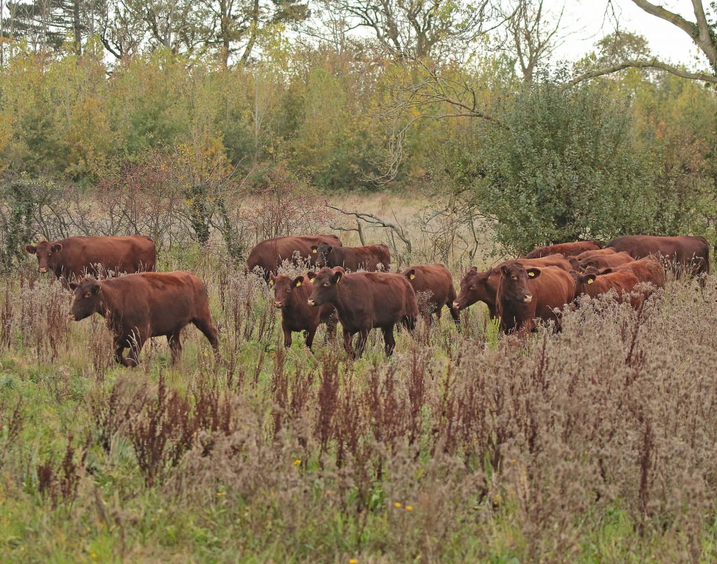 Arrival of Grazing animals - Wild Ken Hill