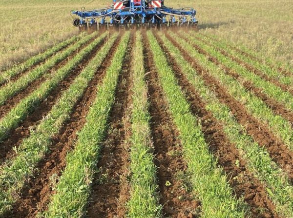 Pasture Cropping with Wildfarmed - Wild Ken Hill