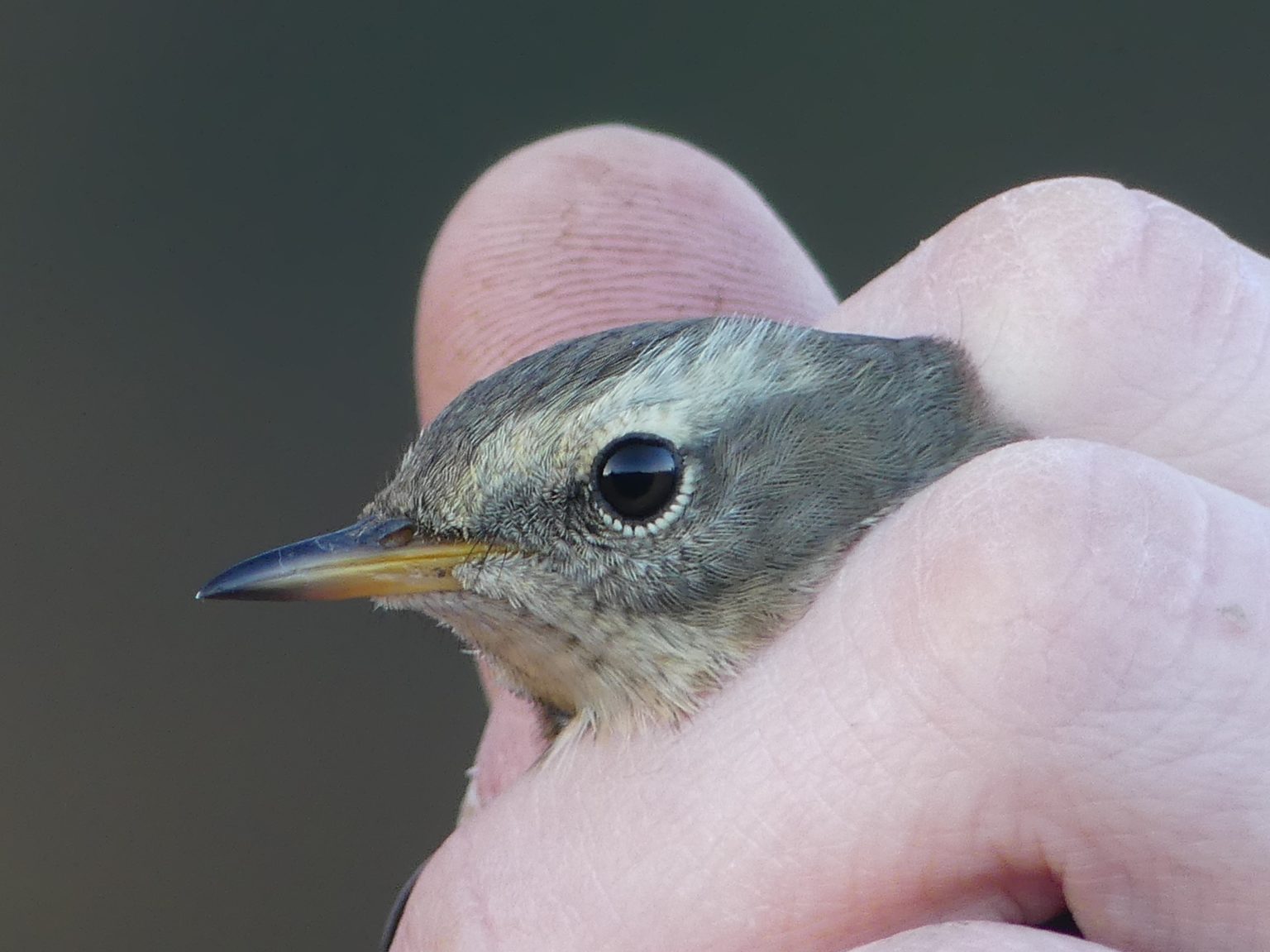 Water Pipit project - Wild Ken Hill