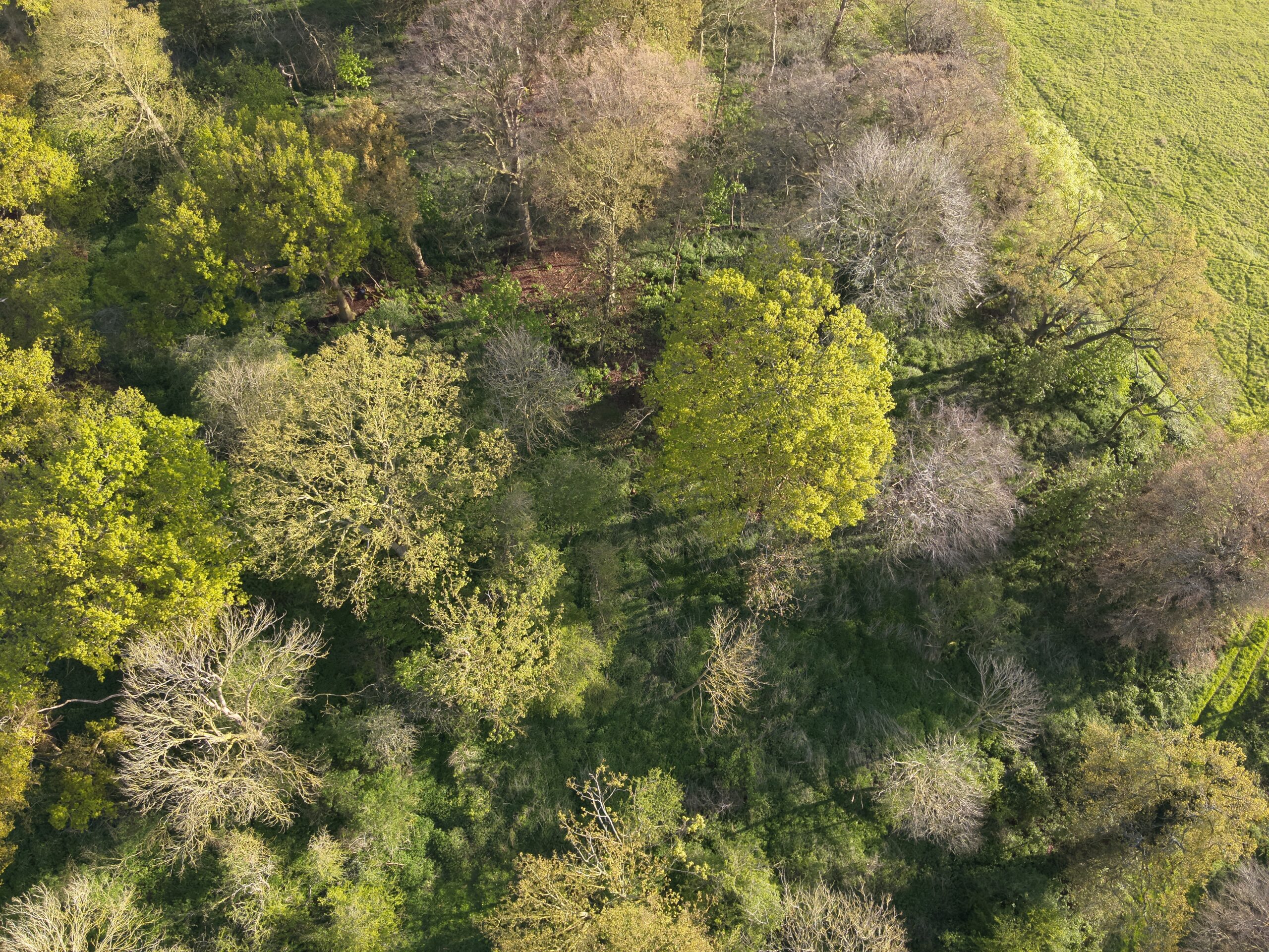 Deer Survey Results - Wild Ken Hill